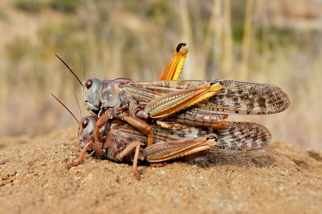 South Africa: Western Cape Agriculture Commits Funds Combat Locust ...