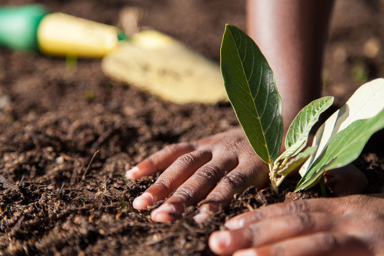 The Growing Strategic Importance of Agriculture in Africa for ...
